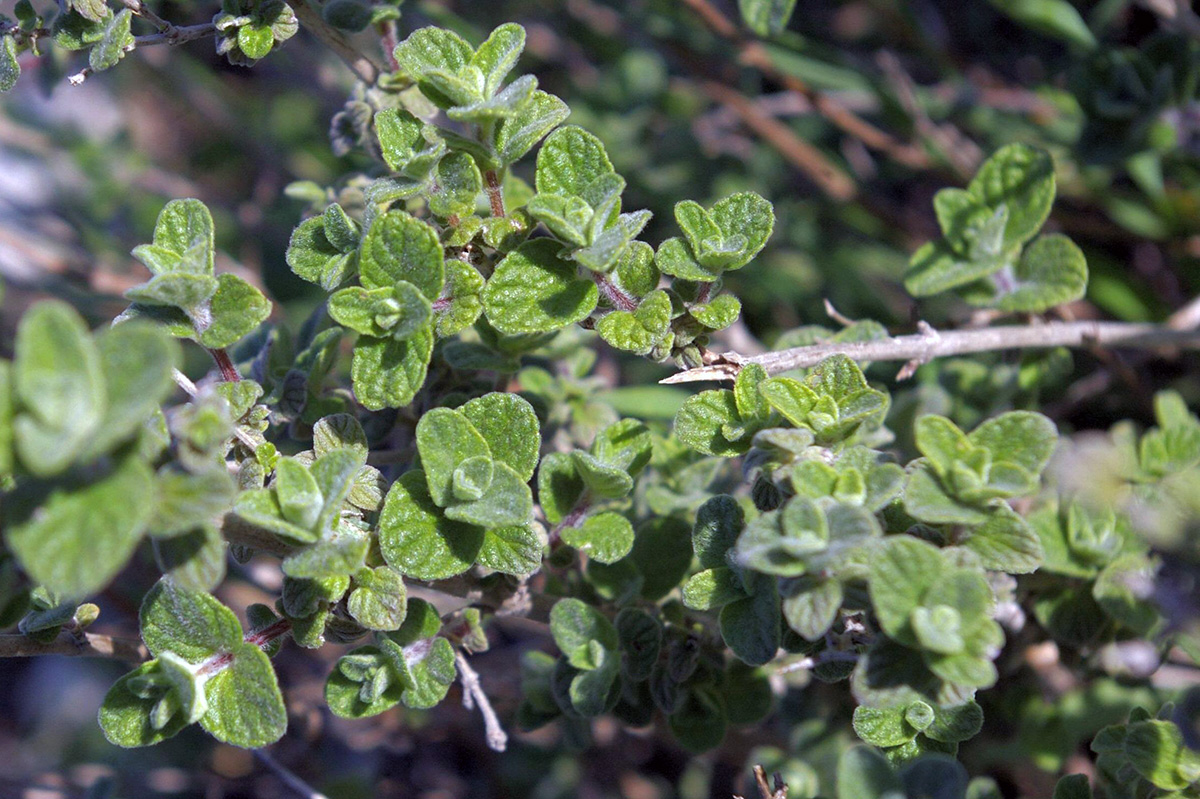 Syrisk oregano (Origanum syriacum) - Foto: Eitan F, Wikimedia Commons ...